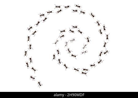 Worker ants trail curve. Ant path isolated in white background. Vector ...