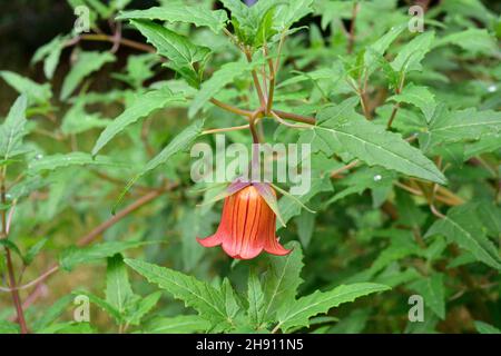 Canary bellflower (Canarina canariensis), flower, national flower of ...