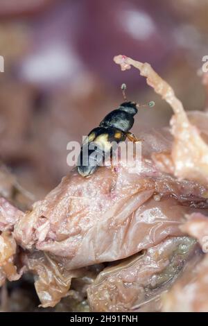 The dried fruit beetle Carpophilus hemipterus (family Nitidulidae Stock Photo - Alamy