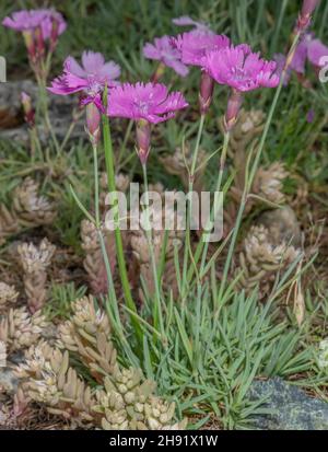 Cheddar Cliff Pink (Dianthus gratianopolitanus) rock garden perennial ...