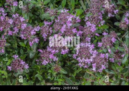 Wild Thyme (Thymus polytrichus ssp. britannicus) on limestone at Berry ...