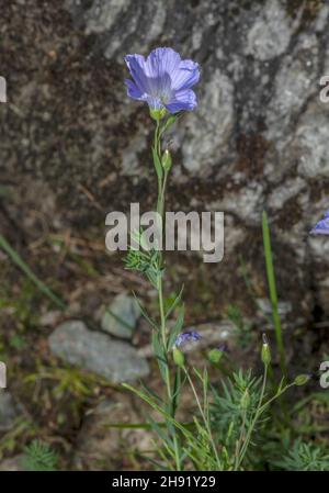 Mountain Flax (Linum alpinum), flowers, Switzerland Stock Photo - Alamy