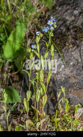 Forget-me-not (Myosotis scorpioides) blooms in Glacier National Park ...