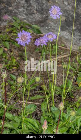 Shining scabious, Scabiosa lucida, in flower in the French Alps Stock ...