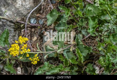 Alpine alison, Alpine alyssum (Alyssum alpestre), in bud, Switzerland ...