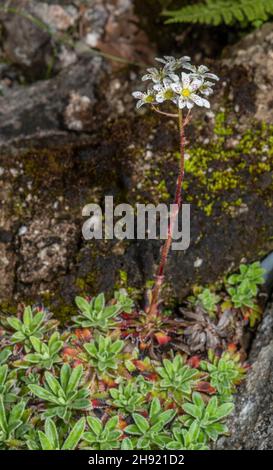 Encrusted Saxifrage, Silver Saxifrage (Saxifraga hostii), blooming ...