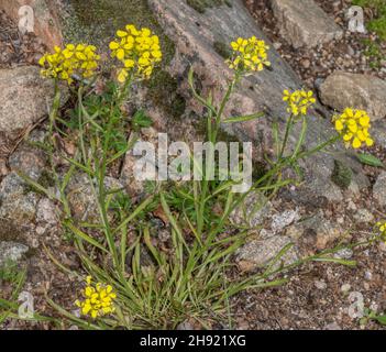 Swiss treacle mustard, Erysimum rhaeticum, in flower, in the Swiss Alps ...