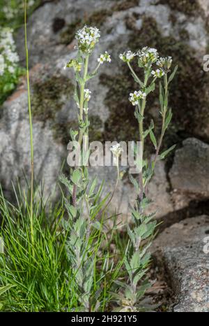 Hoary Whitlowgrass, Draba incana, in flower on limestone. Rare plant in ...