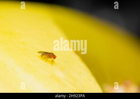 Fruit fly, Drosophila melanogaster, color variation. On the left are ...