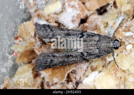 Mediterranean flour moth (Ephestia kuehniella, Anagasta kuehniella ...