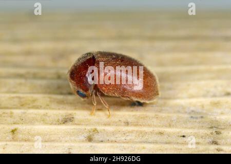 Lasioderma serricorne commonly known as the cigarette beetle, cigar ...
