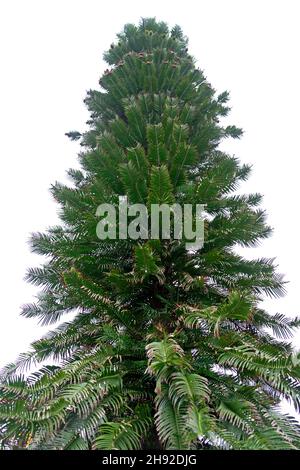 Wollemia tree (Wollemia nobilis), botanical gardens, Adelaide, South ...