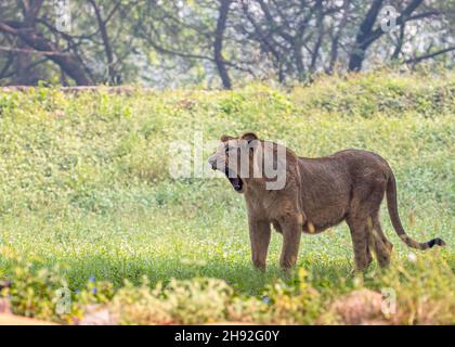 Lion cub roaring with wide open mouth and teeth visible on black ...