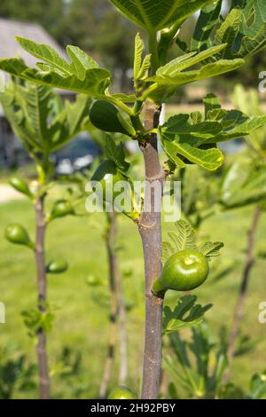 fig tree with early figs, green figs Stock Photo - Alamy
