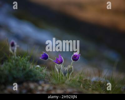 Purple wild crocus flavus flower or pulsatilla (pasque flower) growing ...