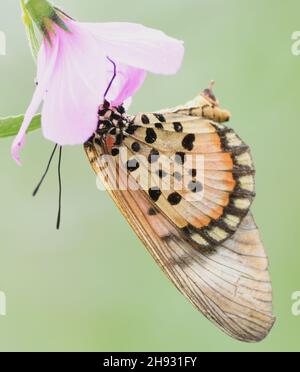 Butterfly Gambia Stock Photo - Alamy