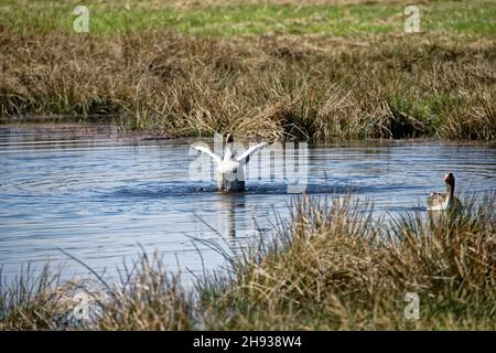 Geese Anserinae by Steinhuder Meer,Germany Stock Photo - Alamy