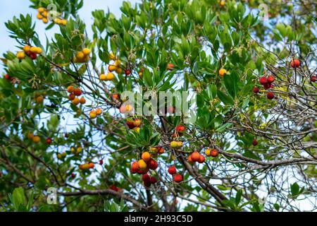 Arbutus or Madrone from the Spanish name madroño, small trees, shrubs ...