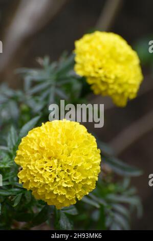 Tagetes or marigold flowers, called ganda flowers in Bengali language ...