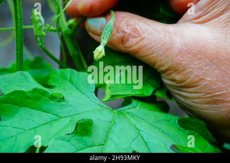 Bitter Gourd or Corolla raw healthy vegetable hanging on the garden ...