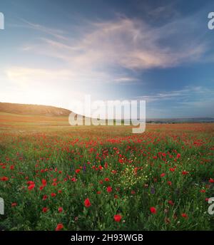 Spring medoaw of flowers. Nature composition Stock Photo - Alamy