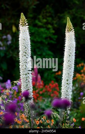 eremurus robustus,Foxtail lily,,raceme,white flower spike,flowers,spike ...