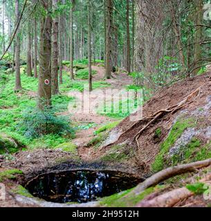Well marked trail in the forest both metal markers nailed on a tree one ...