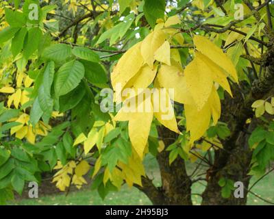 Fraxinus americana foliage in autumn Stock Photo - Alamy