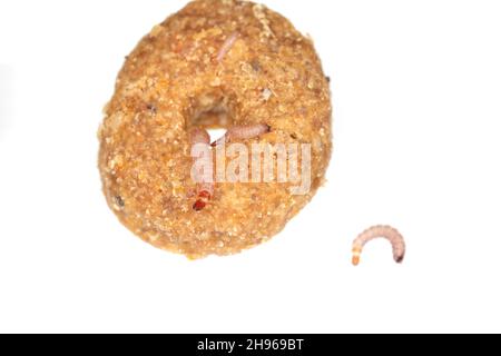 The red-legged ham beetle Necrobia rufipes in the family Cleridae. Pest ...