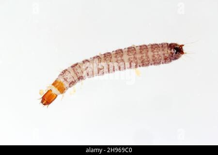 The larva red-legged ham beetle Necrobia rufipes in the family Cleridae ...