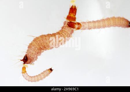 The larva red-legged ham beetle Necrobia rufipes in the family Cleridae ...