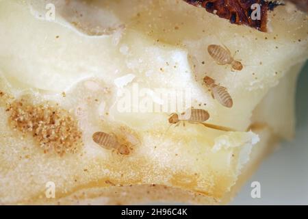 Psocids of the genus Liposcelis - Psocoptera - booklice, barklice or ...
