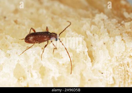 Ptinus fur beetles in the subfamily Ptininae - hitemarked spider beetle ...