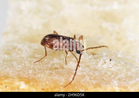 Ptinus fur beetles in the subfamily Ptininae - hitemarked spider beetle ...