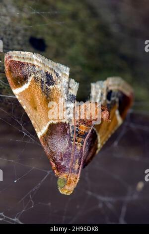 Adult flour moth (family Pyralidae) found in a migrant labor camp ...