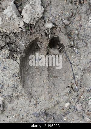 Wild boar's trace on the ground Stock Photo - Alamy