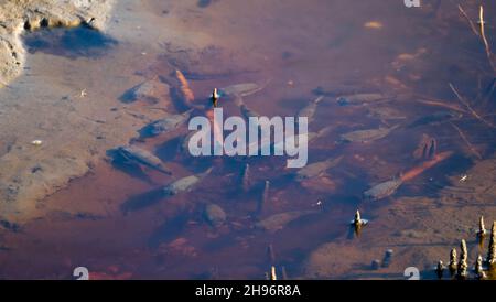Bartail flathead - Platycephalus australis Stock Photo - Alamy