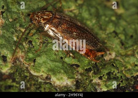 New Zealand wood cockroach (Ornatoblatta maori Stock Photo - Alamy