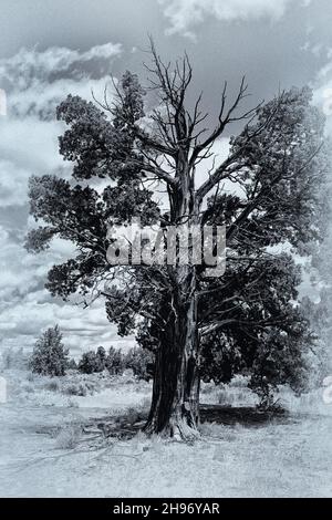 Juniper Trees in the Badlands of Oregon Stock Photo - Alamy