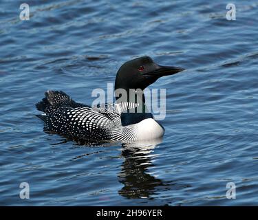 Common Loon close-up profile view with spread wings in its wetland ...