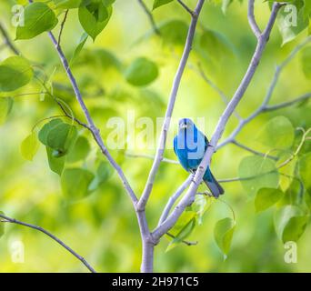Male indigo bunting in a deciduous forest Stock Photo - Alamy