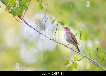 Veery in northern Wisconsin Stock Photo - Alamy