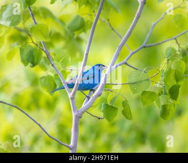 Male indigo bunting in a deciduous forest Stock Photo - Alamy