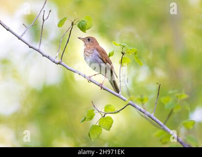 Veery in northern Wisconsin Stock Photo - Alamy