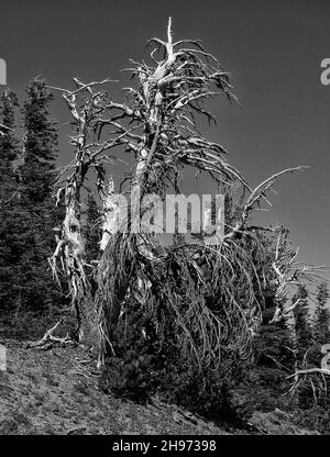 Stark Trees on a Mountainside Stock Photo - Alamy