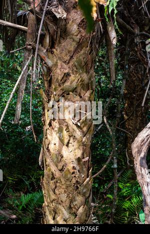 Palmetto trees stand in the swamp; Pa-Hay-Okee Lookout Tower area ...