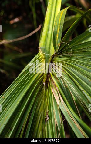 Palmetto trees stand in the swamp; Pa-Hay-Okee Lookout Tower area ...