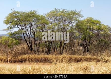cerrado brazil dry vegetation outdoors mounstains Stock Photo - Alamy