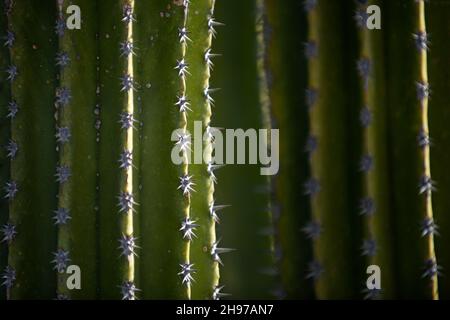 Close up cactus backdround, cacti or cactaceae pattern. Cactus spiked ...