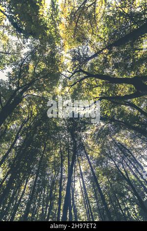 Vertical shot of growing trees in the forest under the sunlight Stock ...